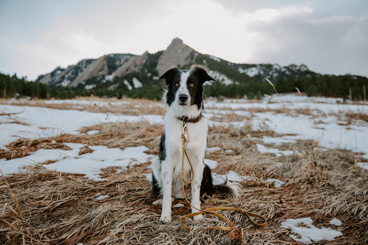Harbor Hound Co. | Gear for The Outbound